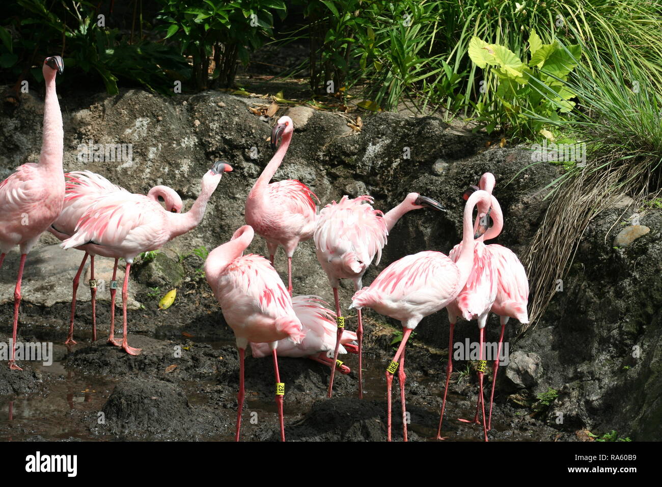 Flamingos florida hi-res stock photography and images - Alamy