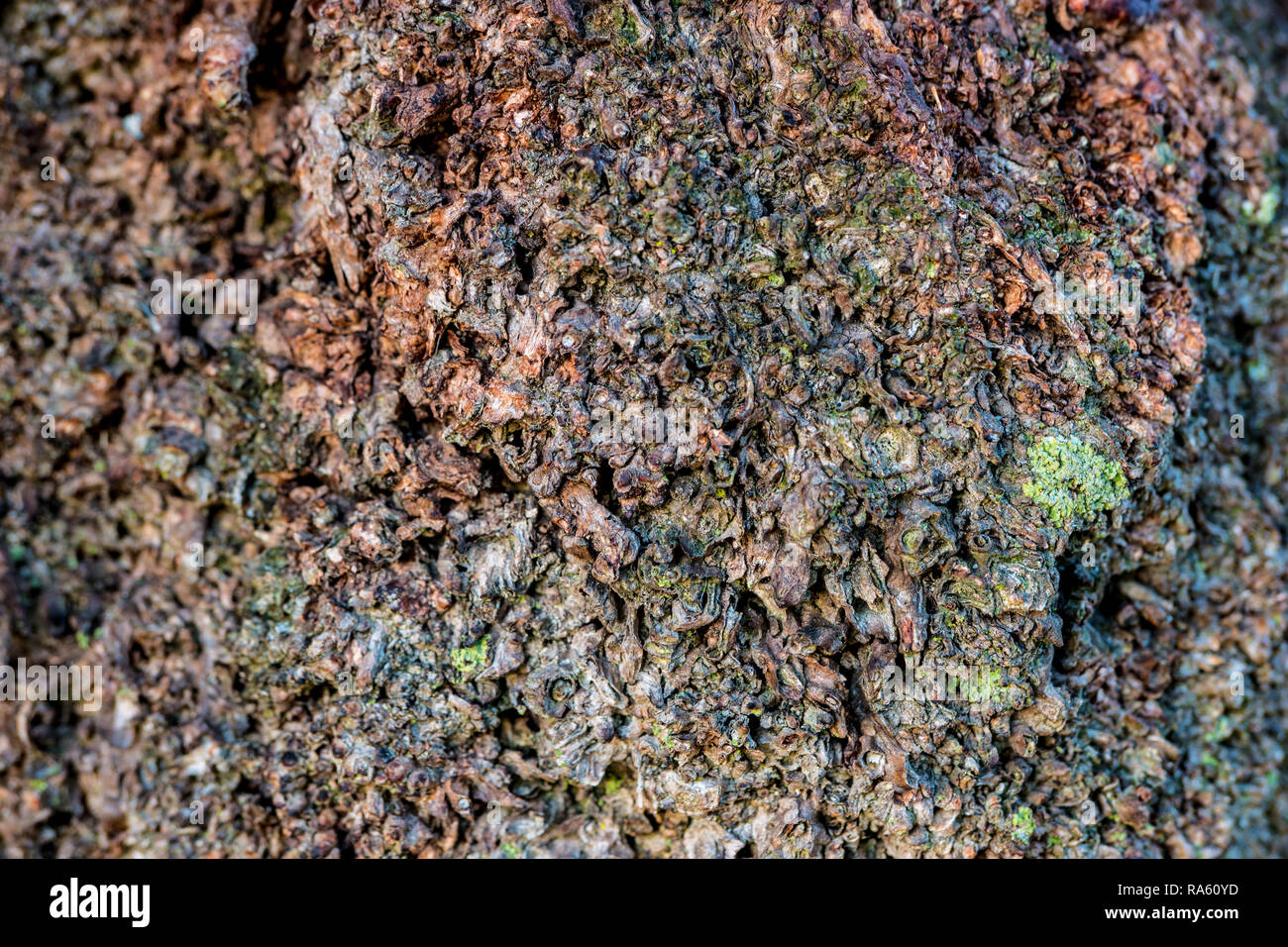close up of a tree trunk showing colours Stock Photo - Alamy