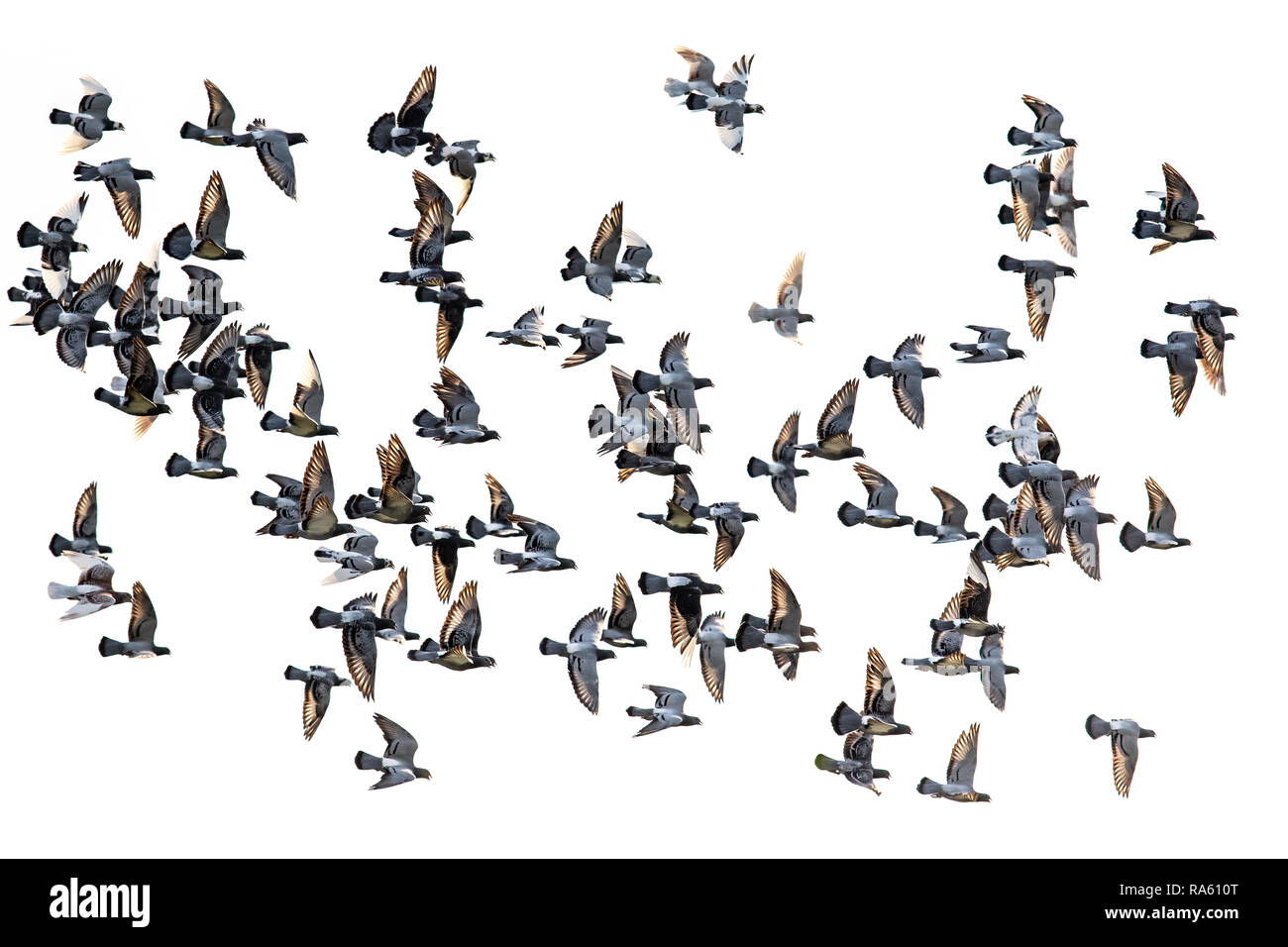 flock of speed racing pigeon flying against white background Stock ...