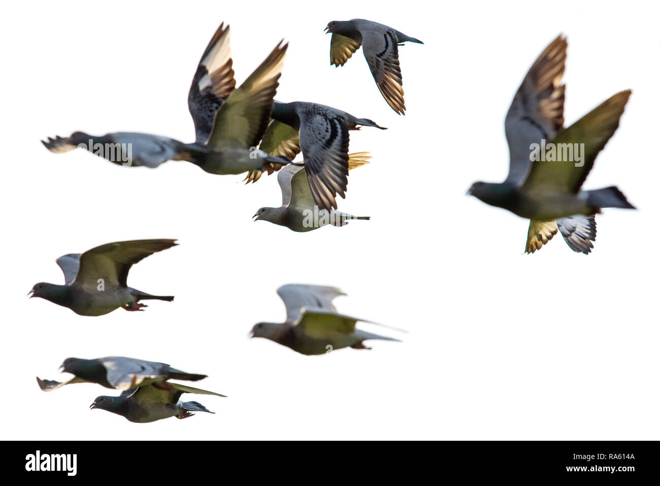 flock of speed racing pigeon flying against white background Stock ...