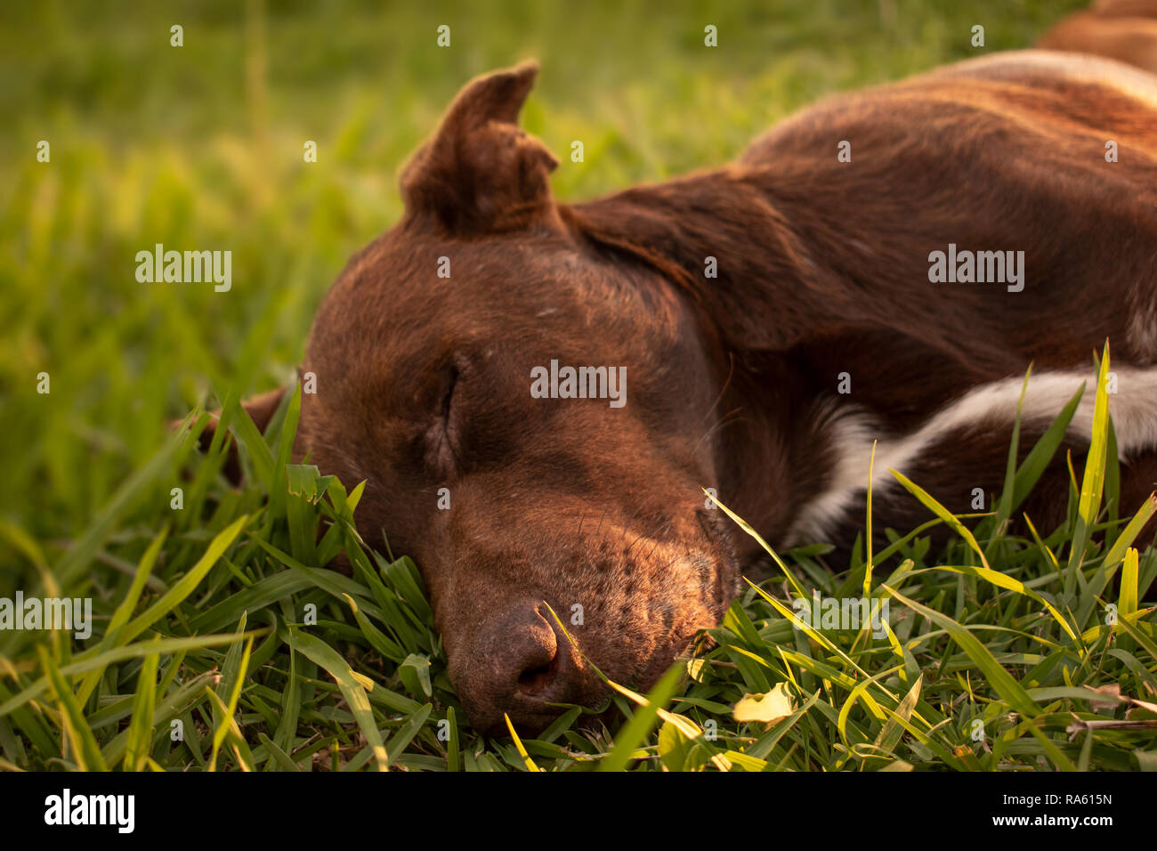 Calmly resting hi-res stock photography and images - Alamy