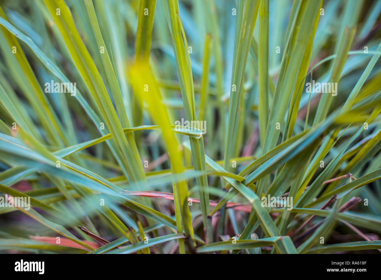 Indian lemon grass hi-res stock photography and images - Alamy