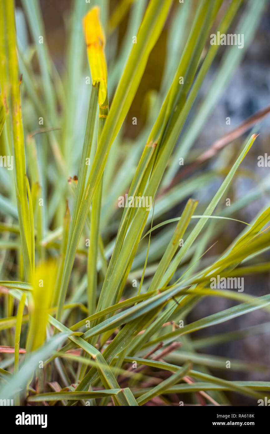 Lemongrass plant pot hi-res stock photography and images - Alamy