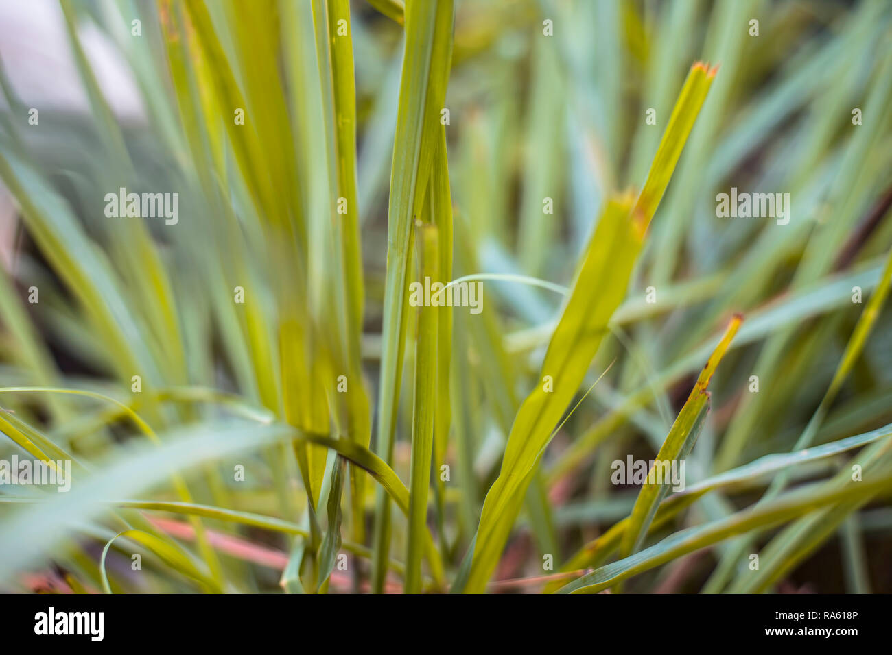 Indian lemon grass hi-res stock photography and images - Alamy