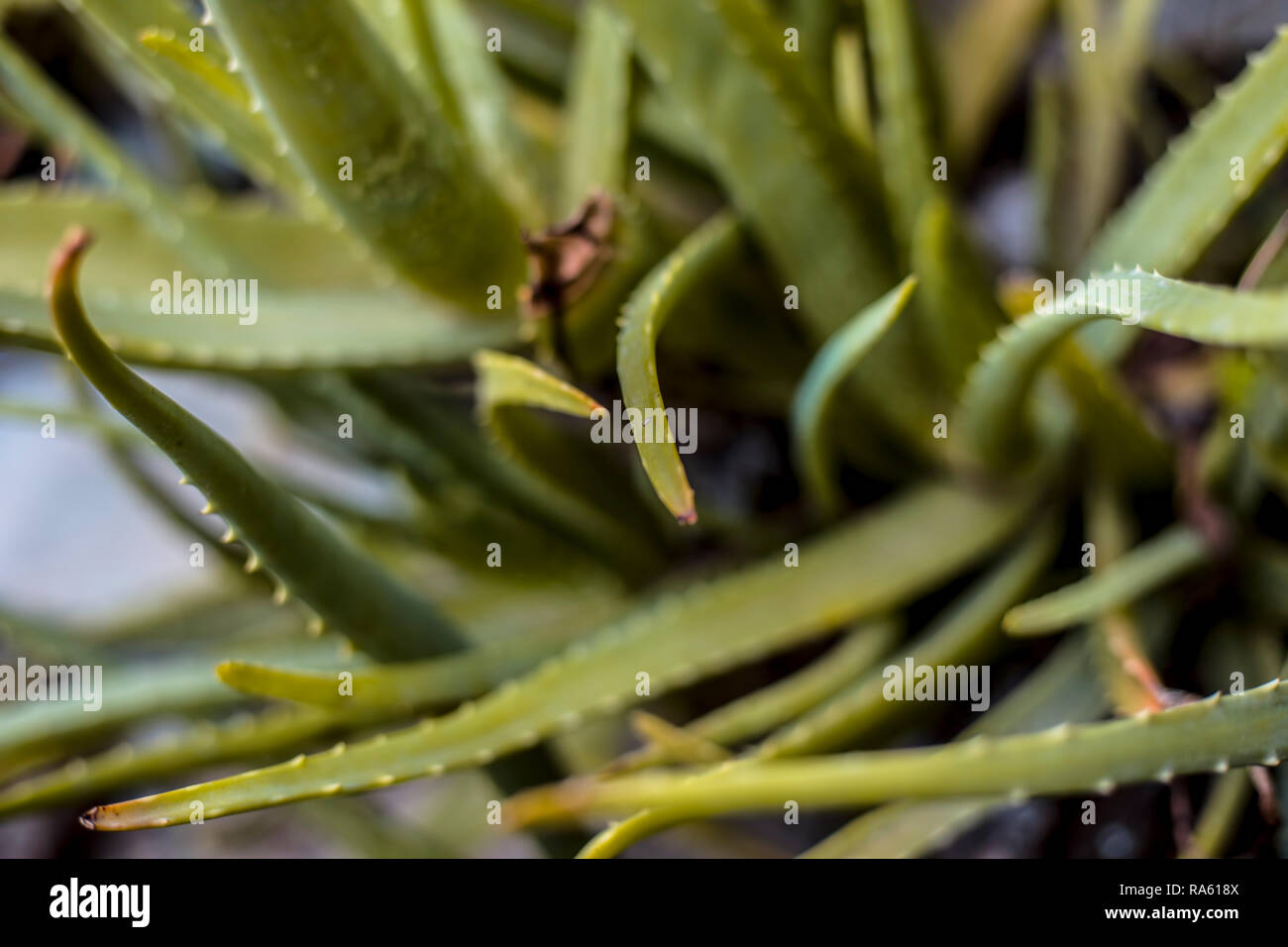 Close up of aloevera plant or true aloe or Indian aloe or Chinese aloe ...