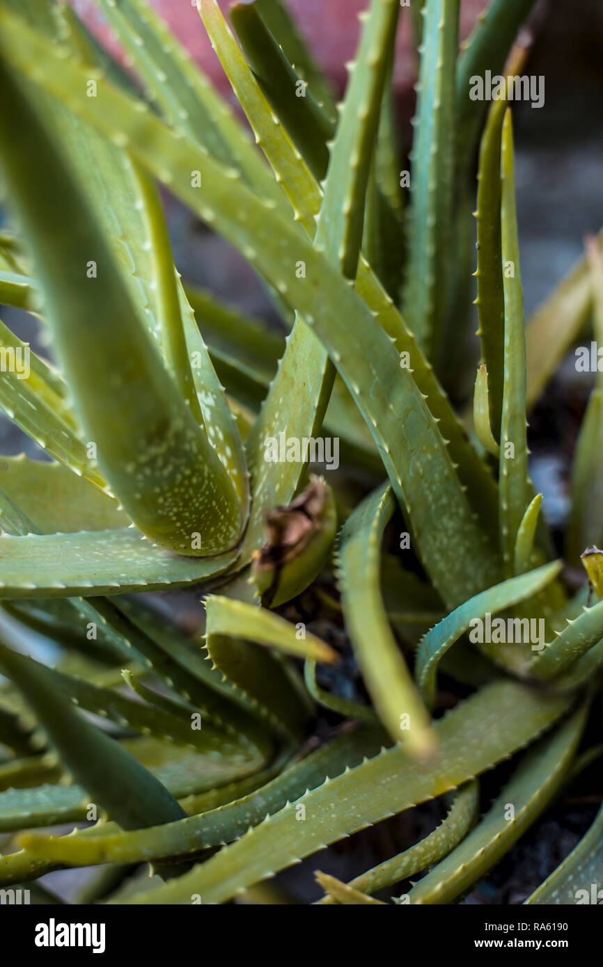 True aloe hi-res stock photography and images - Alamy