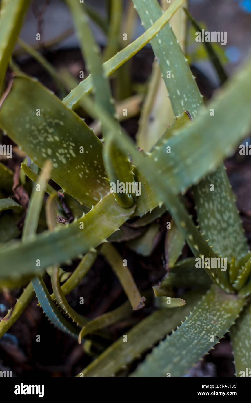 Close up of aloevera plant or true aloe or Indian aloe or Chinese aloe ...