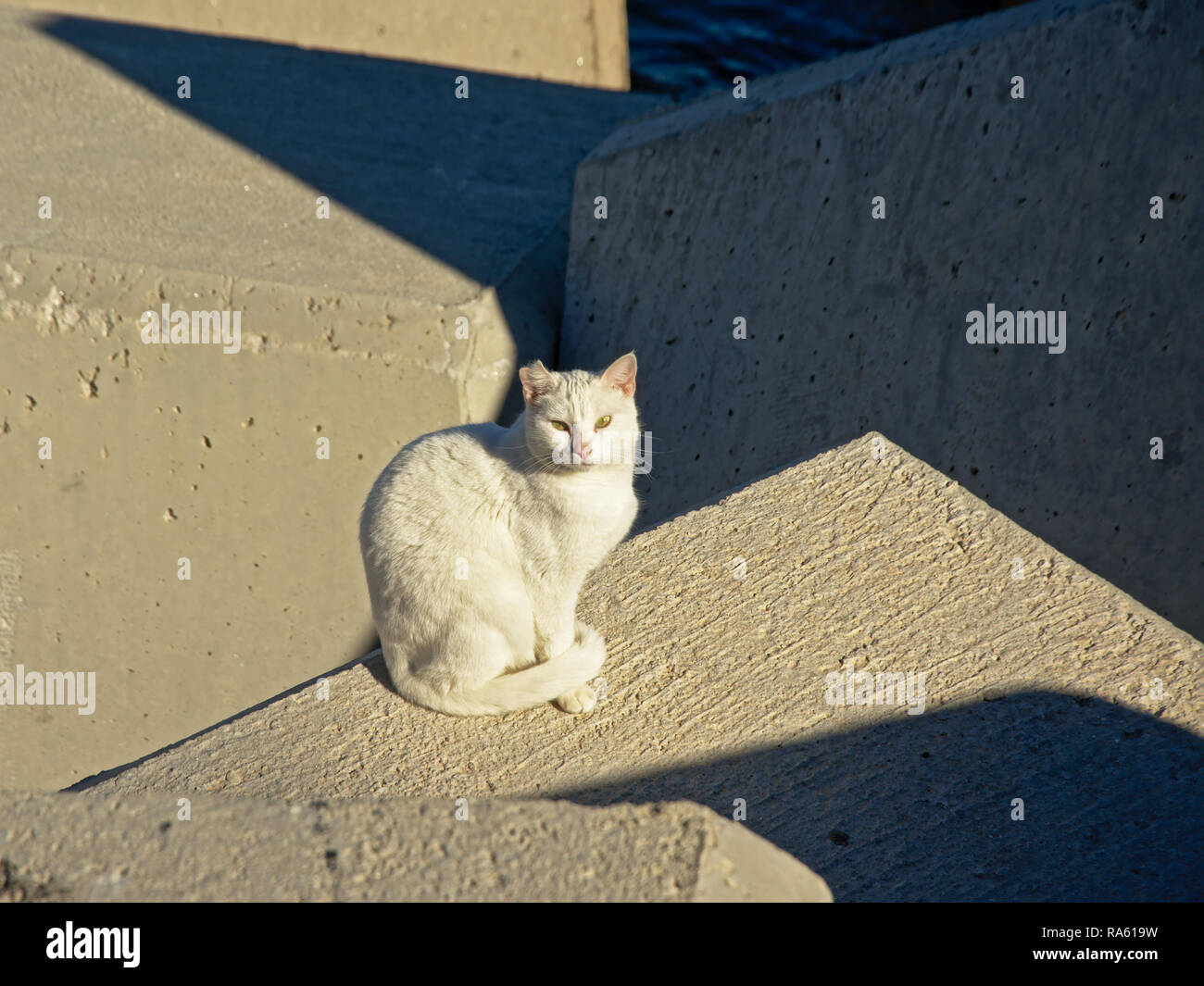 White stray cat with wounded ear, sitting in between concrete blocks ...