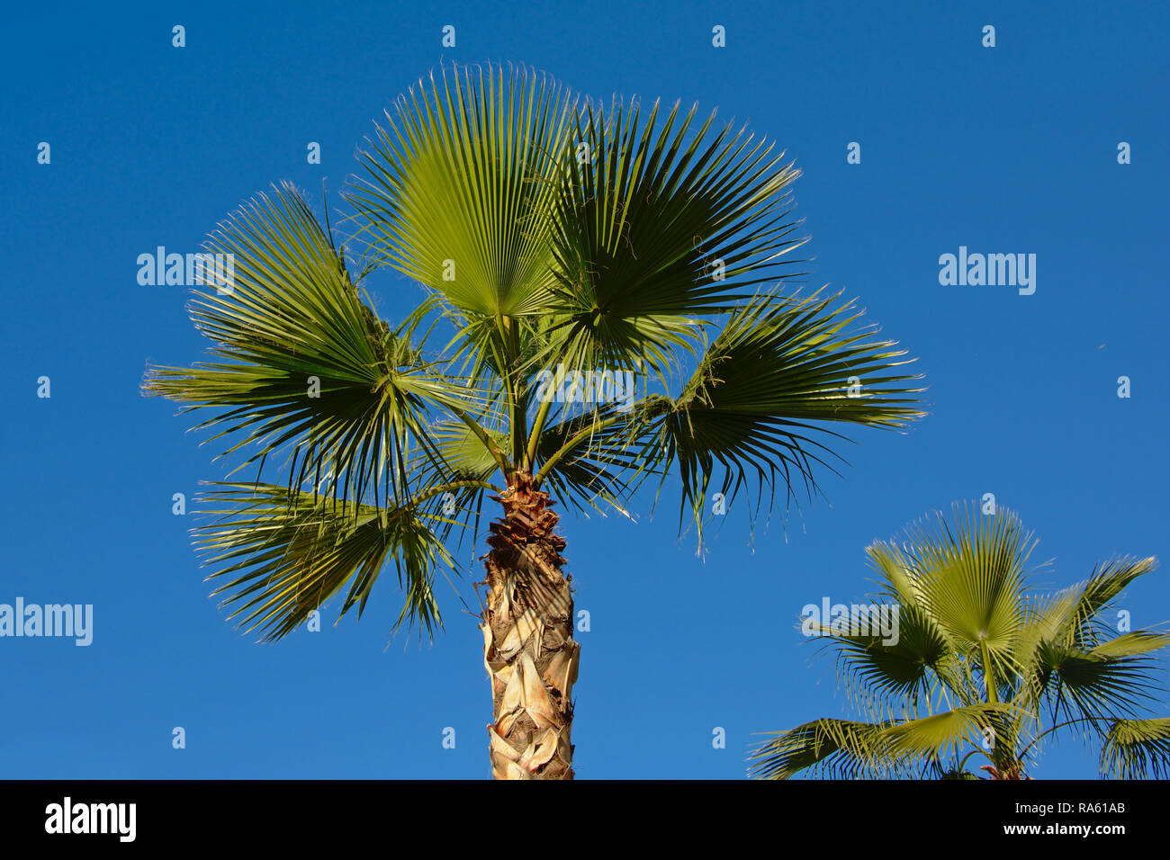 Close up of sunny palm tree crest on a clear blue sky, view from below ...