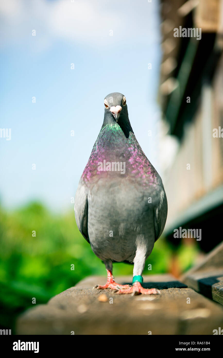 full body of speed racing pigeon bird at home loft Stock Photo - Alamy