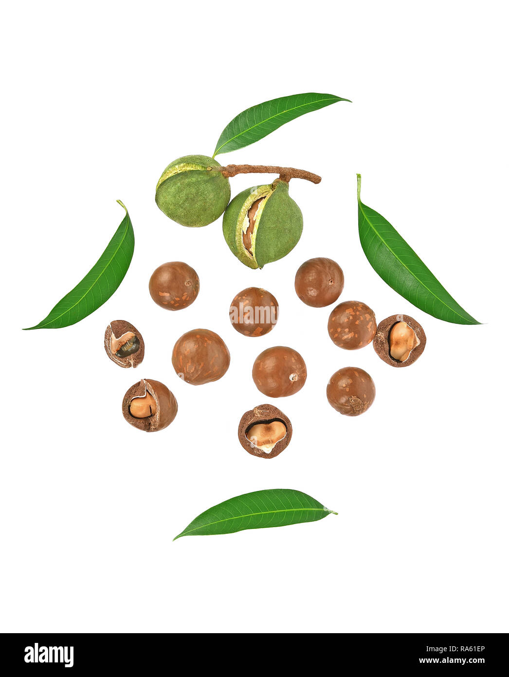 Top view of Macadamia fruit isolated on white background Stock Photo ...