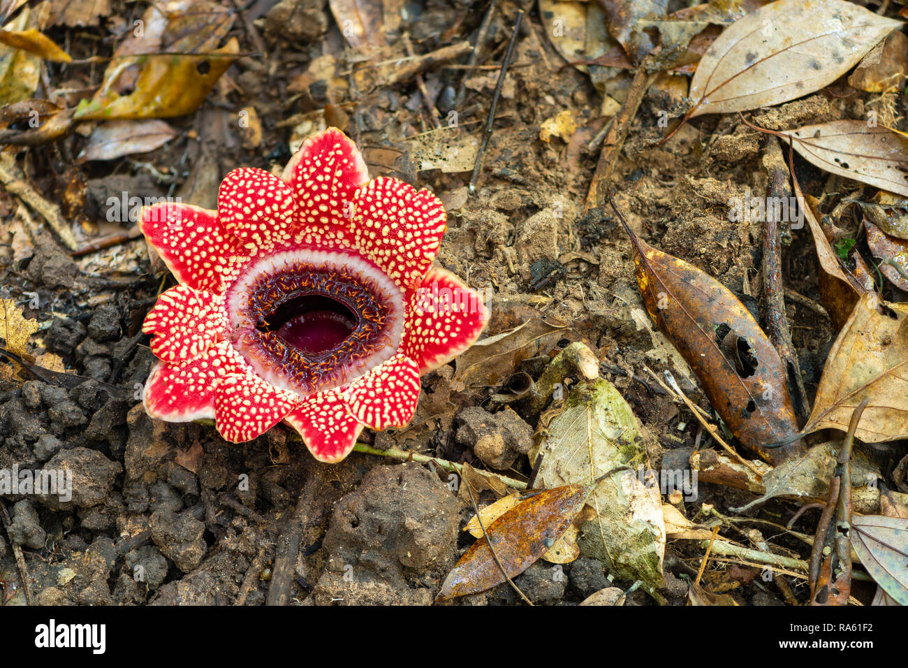 Sapria himalayana flower blooming with bright red color Stock Photo - Alamy