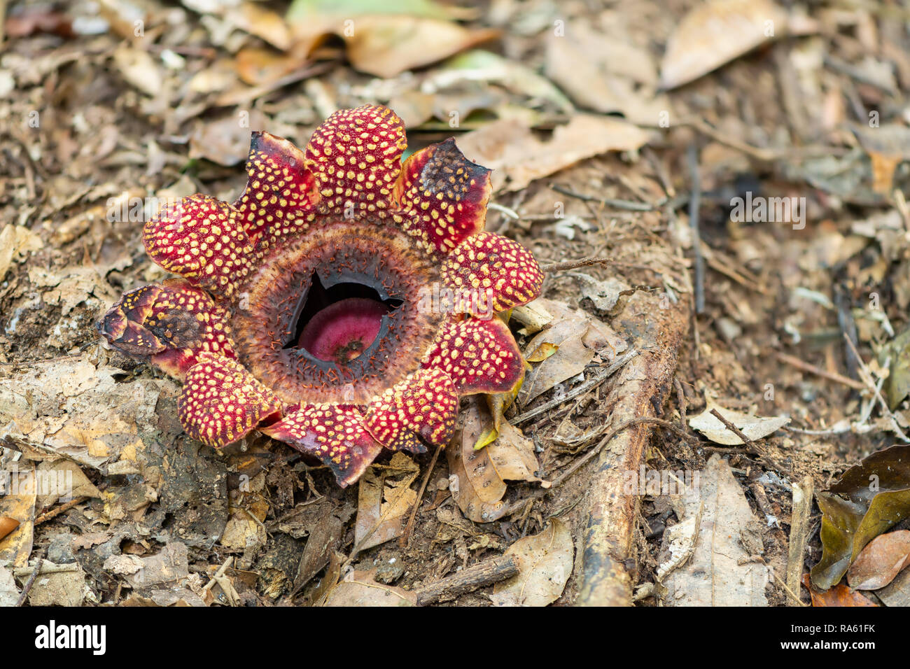 Withering and dying Sapria himalayana flower Stock Photo - Alamy