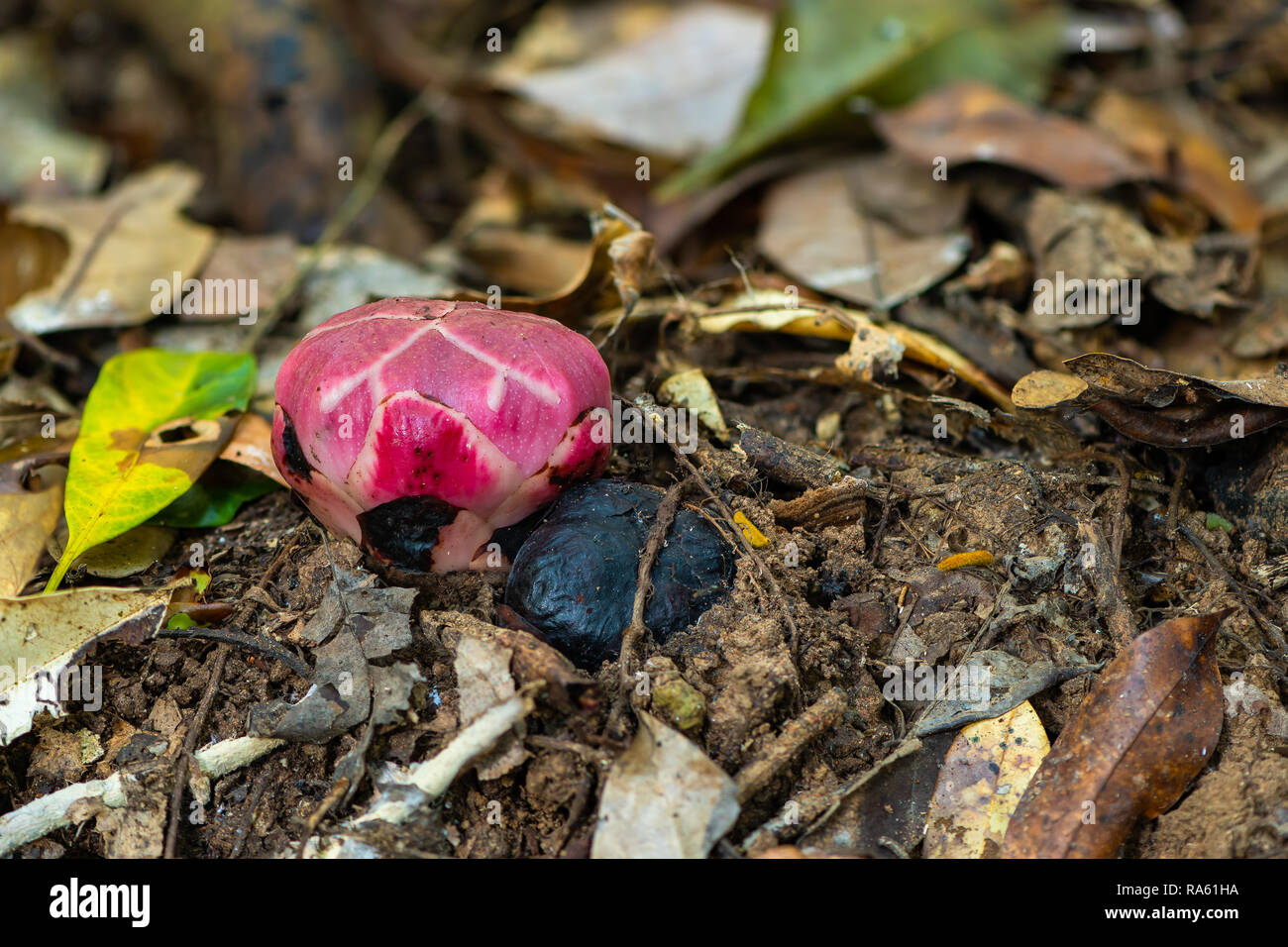 Globose bud of Sapria himalayana flower Stock Photo - Alamy