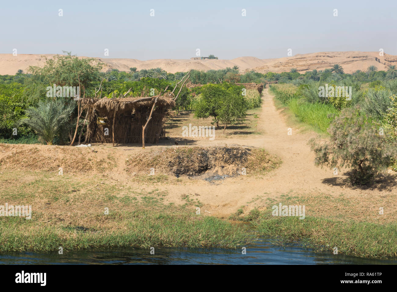 View across large orachard plantation in Egypt through rural farm ...
