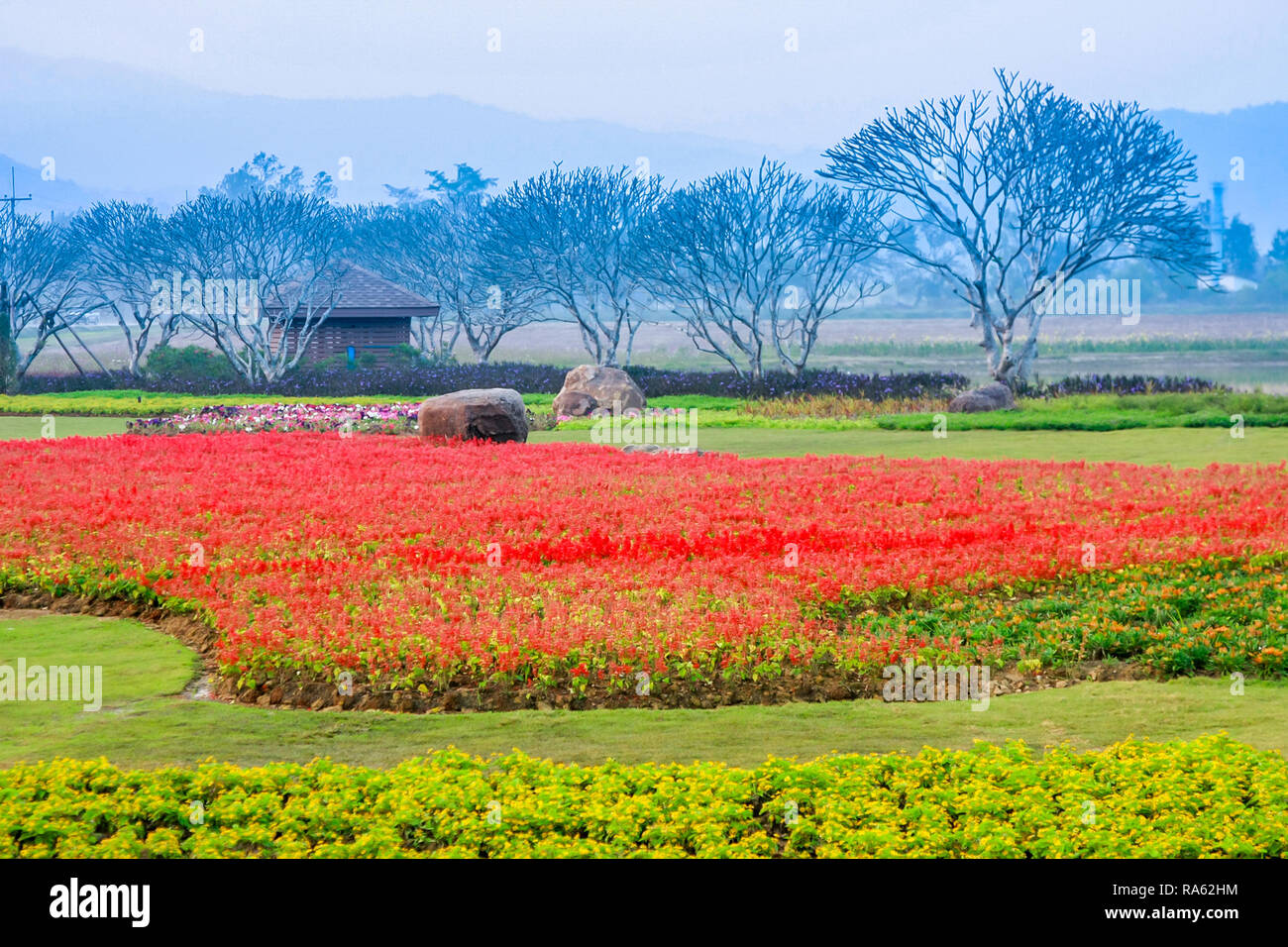 Field of beautiful red flower and the tree background in Thailand Stock ...