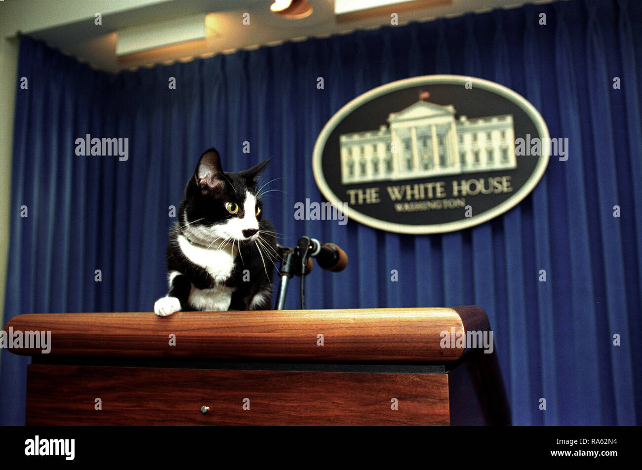 Bill clinton cat hi-res stock photography and images - Alamy