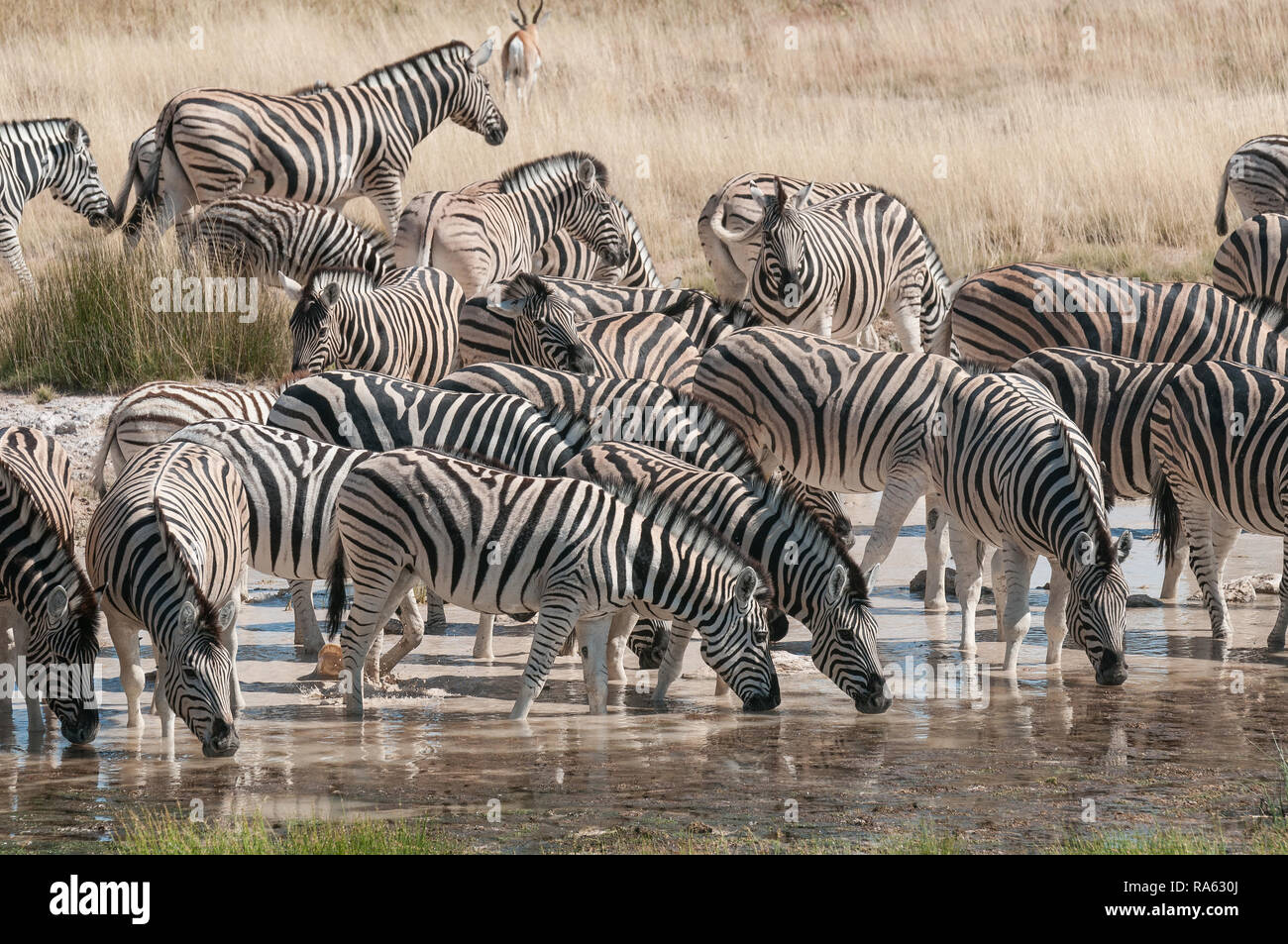 Springbok colours hi-res stock photography and images - Alamy