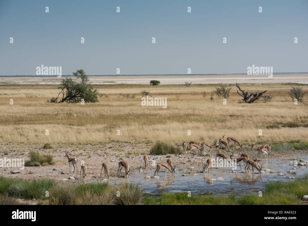 Springbok colours hi-res stock photography and images - Alamy