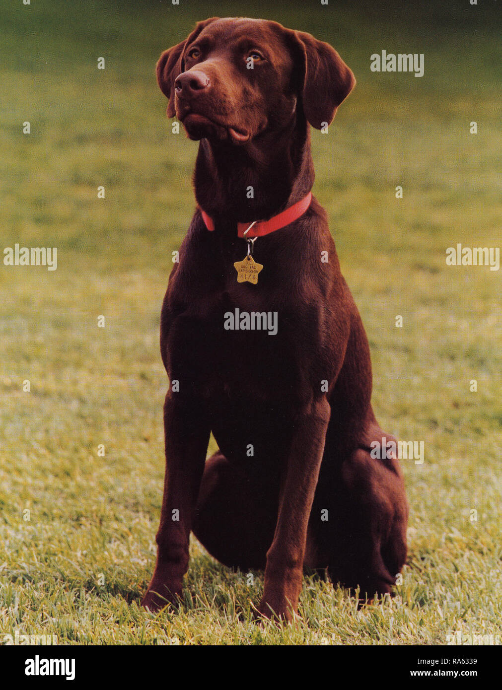 4/22/1998 - Official Portrait of Buddy the Dog Stock Photo - Alamy