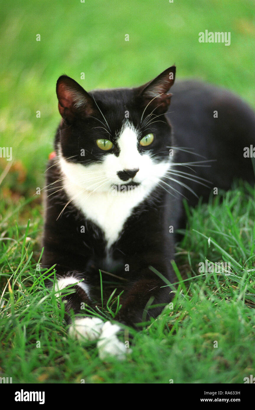 Bill clinton cat hi-res stock photography and images - Alamy