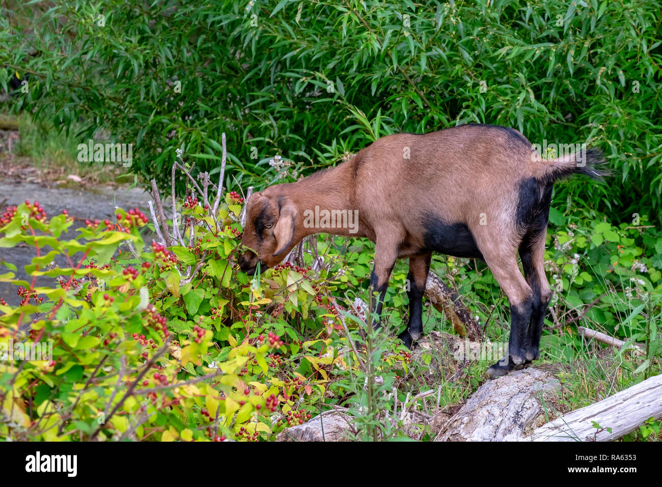 Goats being used to control weeds along a river bank in Hobart Tasmania ...