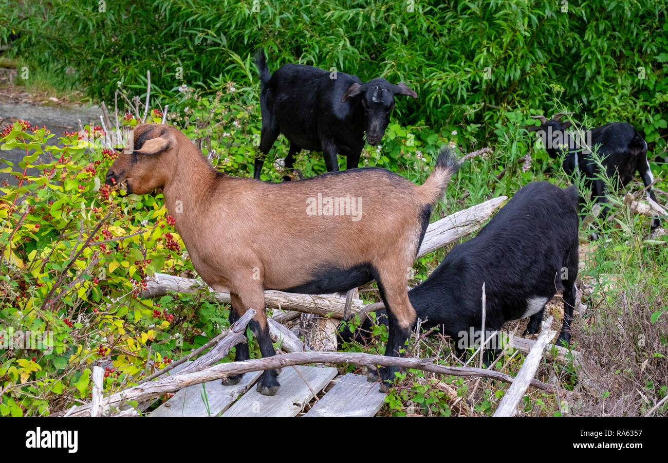 Goats being used to control weeds along a river bank in Hobart Tasmania ...