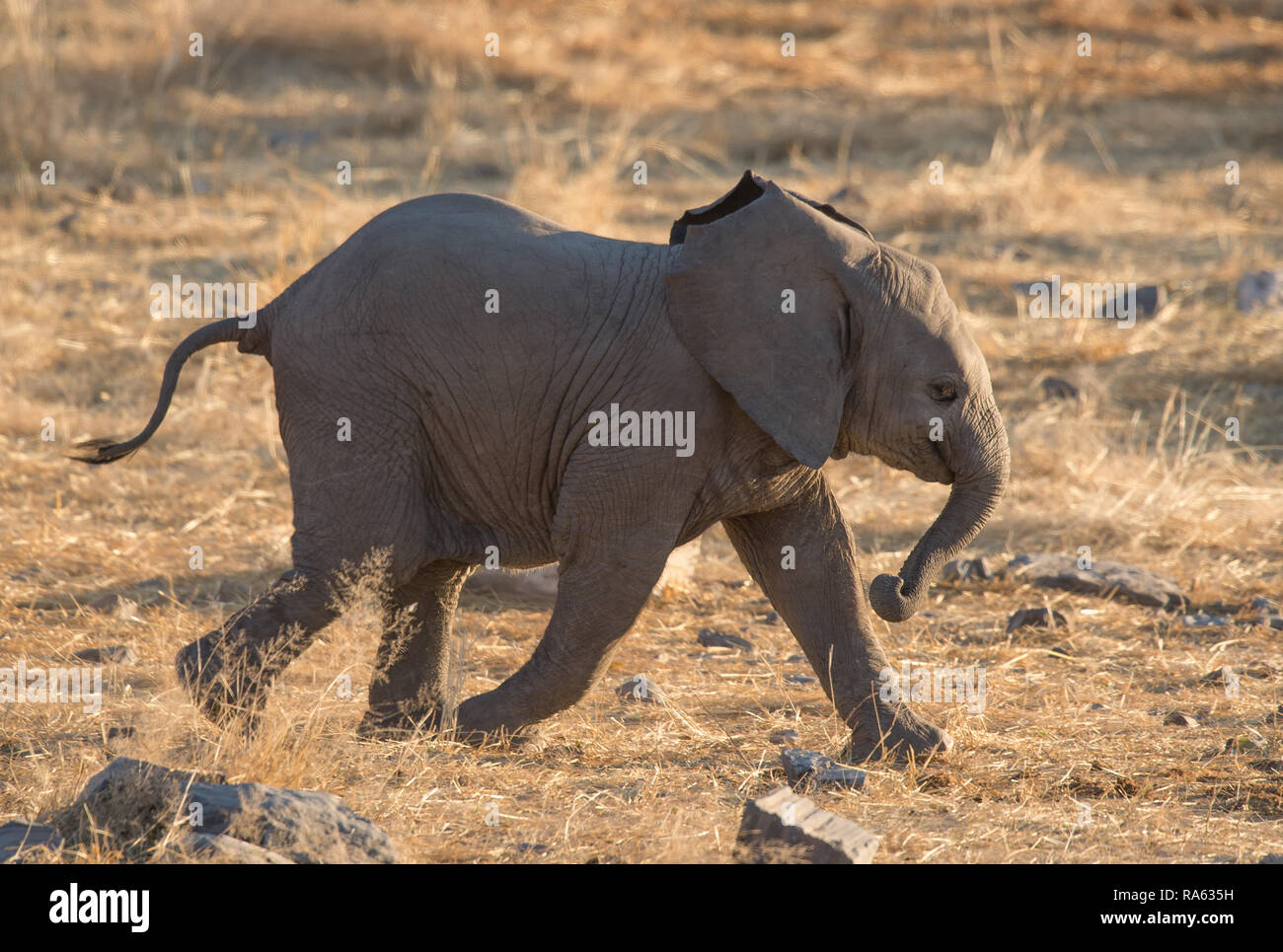 Elephant baby running Stock Photo - Alamy