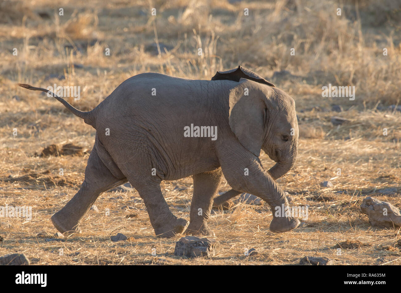Running Elephant High Resolution Stock Photography and Images - Alamy