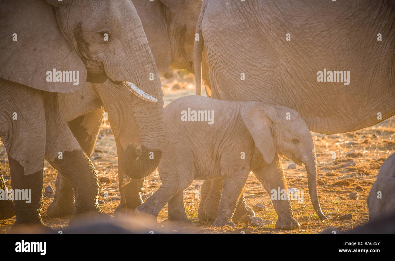 Small ear muscle hi-res stock photography and images - Alamy