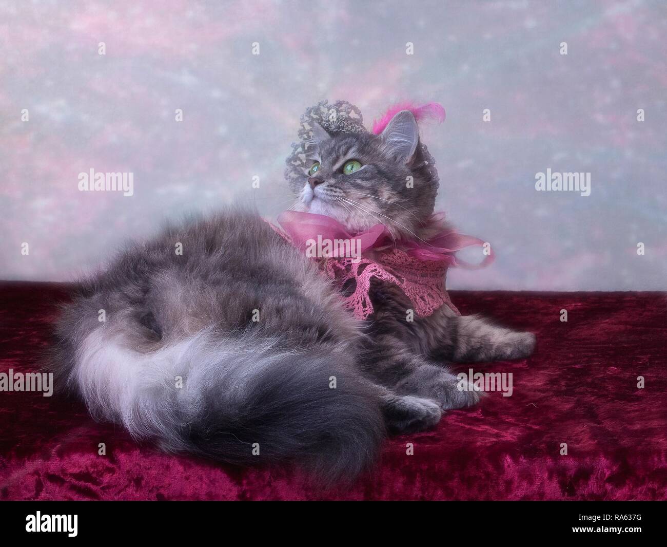 Kitty model hi-res stock photography and images - Alamy