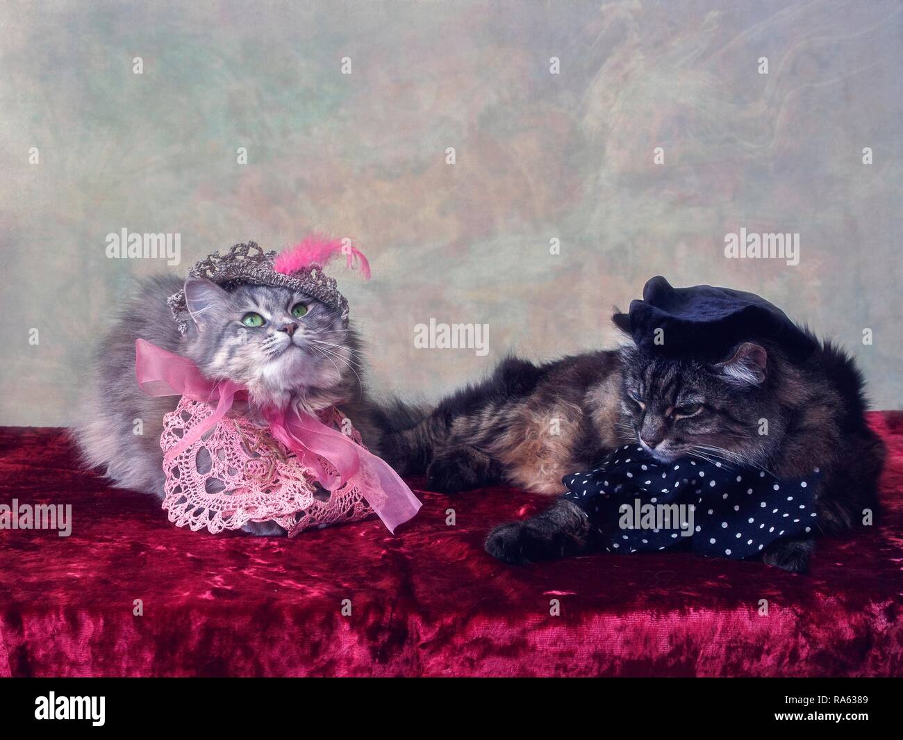 Portrait of pretty kitty model Stock Photo - Alamy