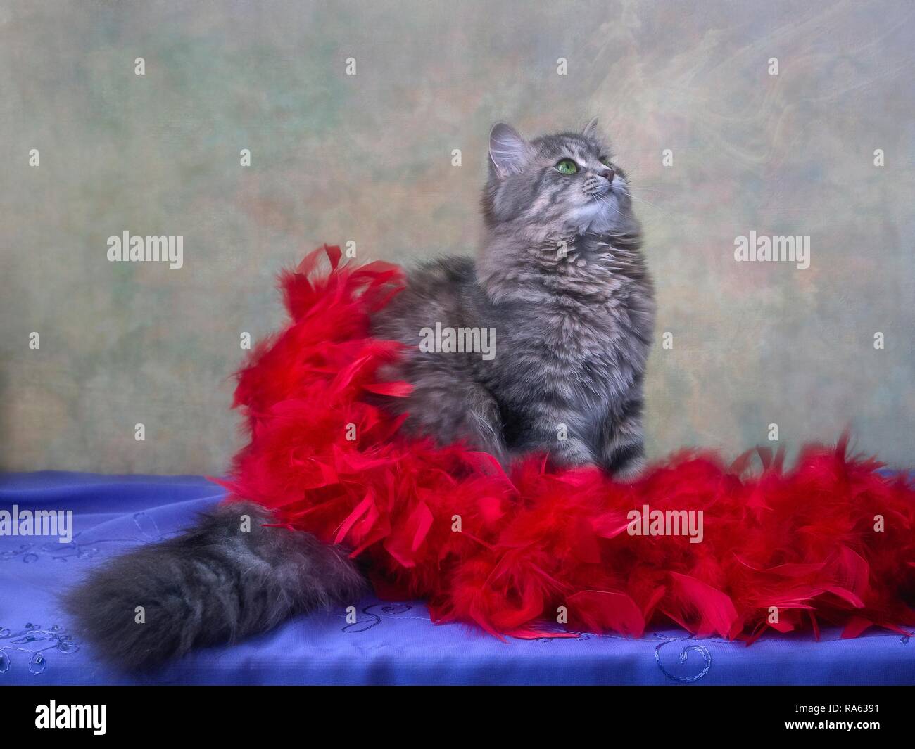 Kitty model hi-res stock photography and images - Alamy