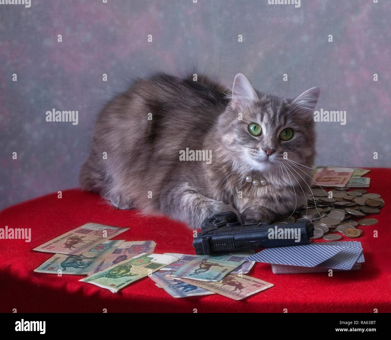 Cats Playing Cards High Resolution Stock Photography and Images - Alamy