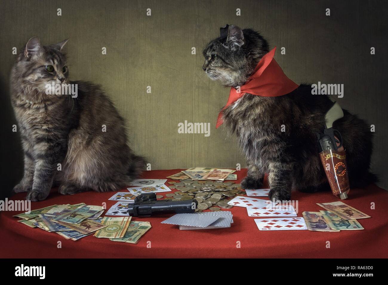 Cats playing cards Stock Photo - Alamy