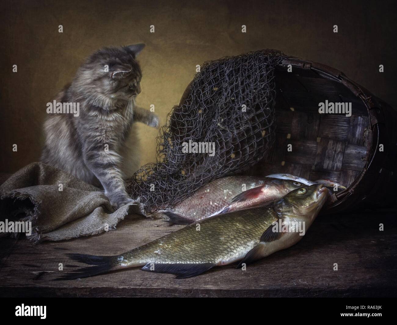 Still life with fish and curious kitty Stock Photo - Alamy