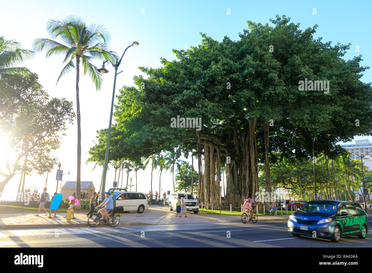 Waikiki beach hawaii honolulu united states beach big banyan tree hi ...