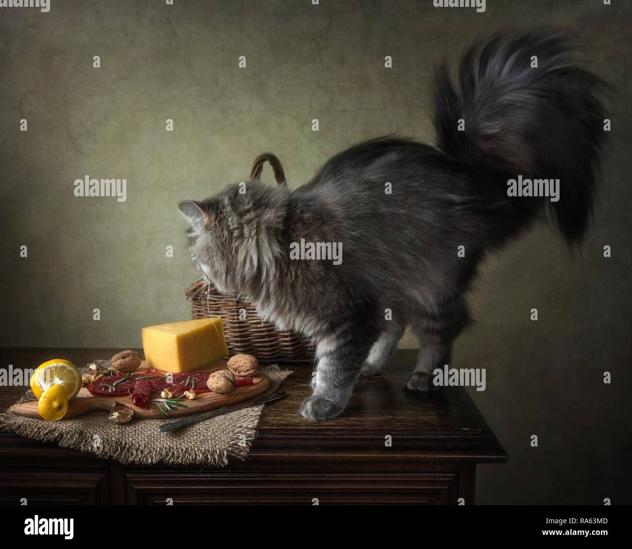 Still life with cheese and hungry kitty Stock Photo - Alamy