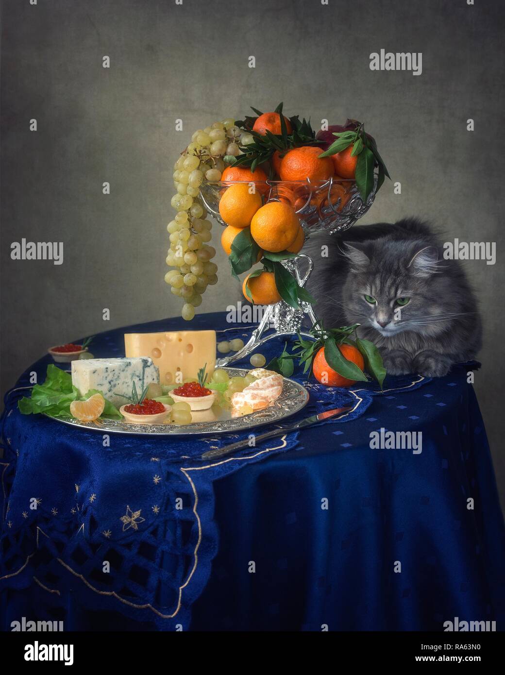 Still life with cheese and cat Stock Photo - Alamy