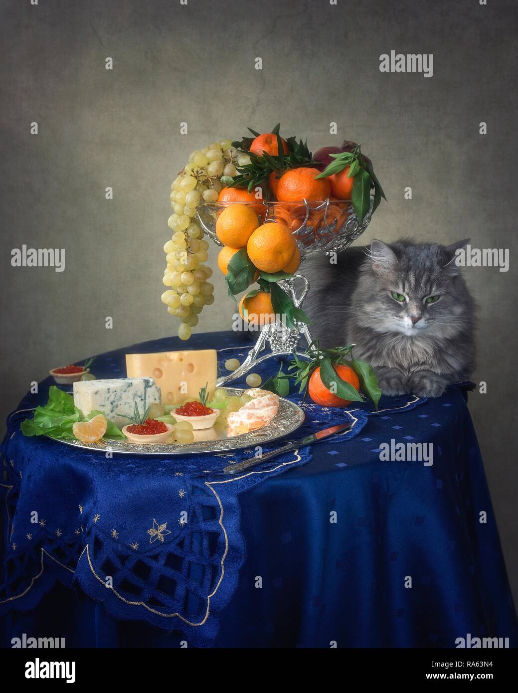Still life with cheese and cat Stock Photo - Alamy