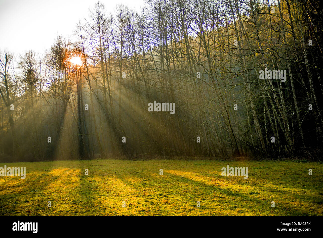 sun rays in a forest Stock Photo - Alamy