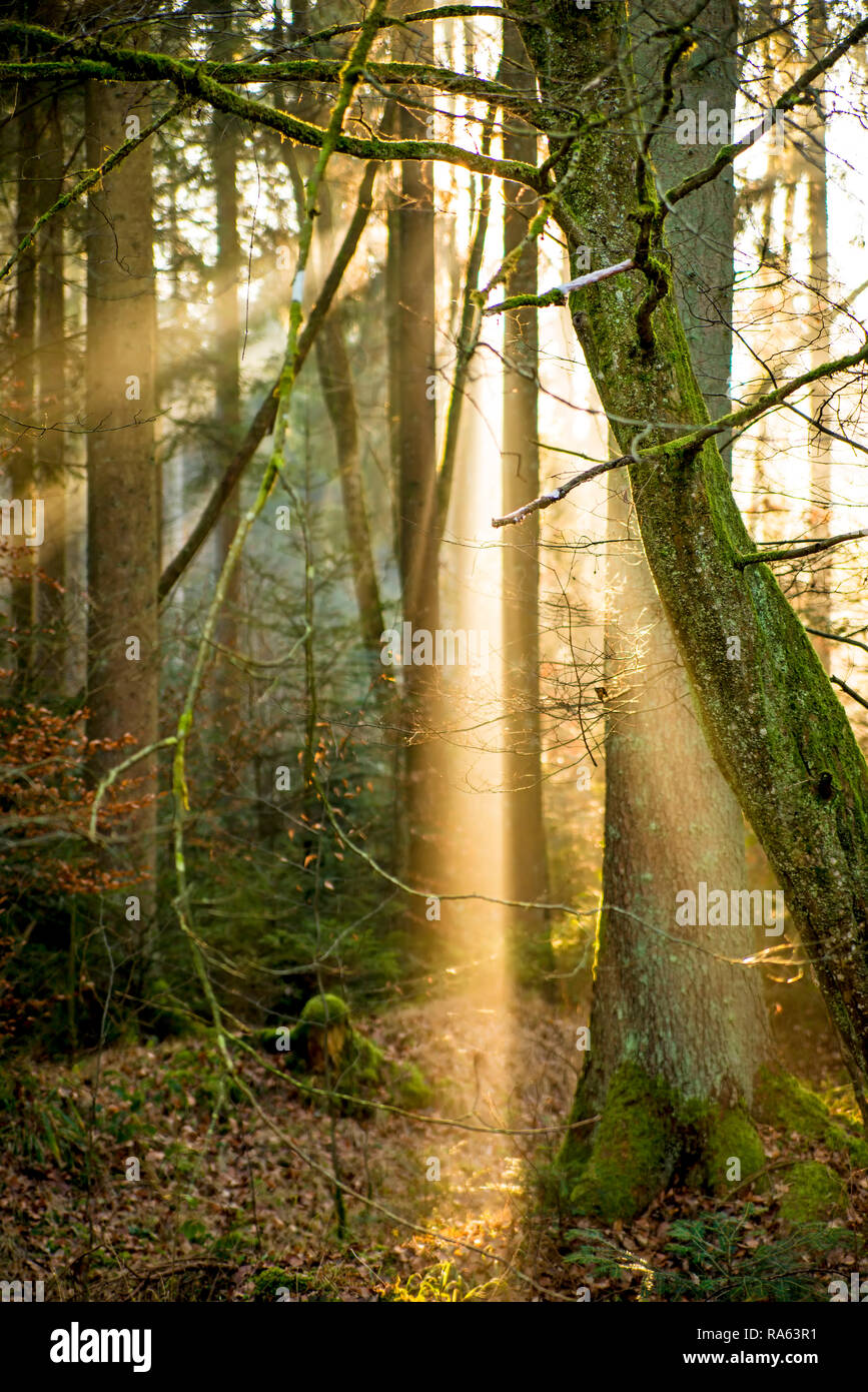 sun rays in a forest Stock Photo - Alamy