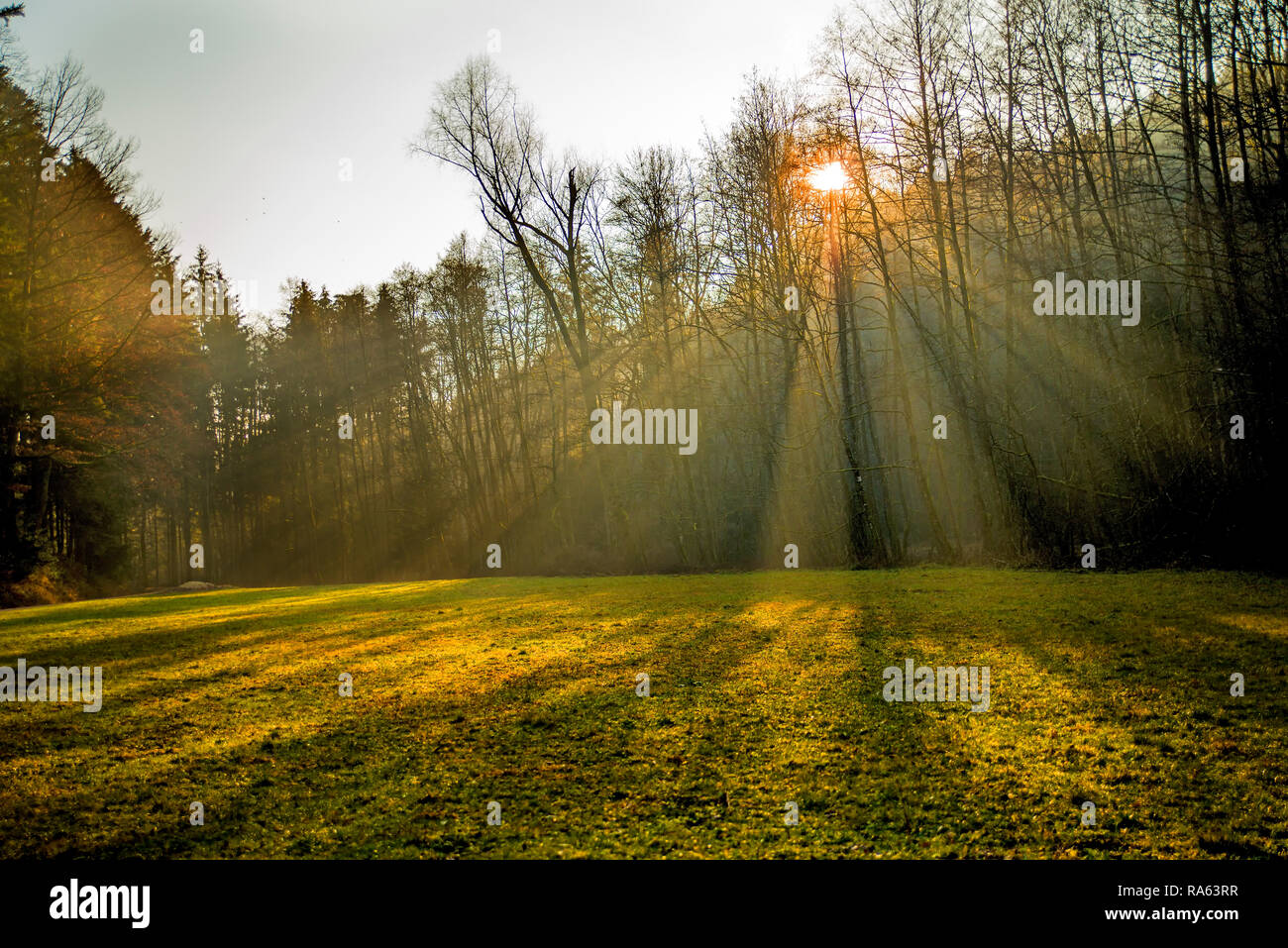sun rays in a forest Stock Photo - Alamy