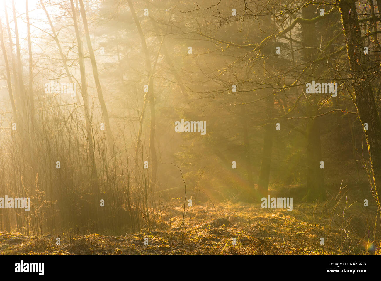sun rays in a forest Stock Photo - Alamy