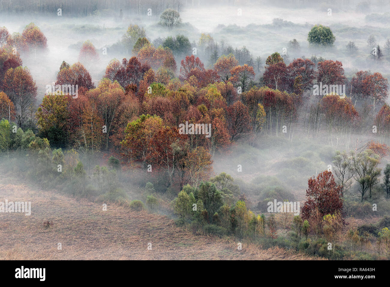 autumn landscape, the misty forest at sunrise Stock Photo - Alamy