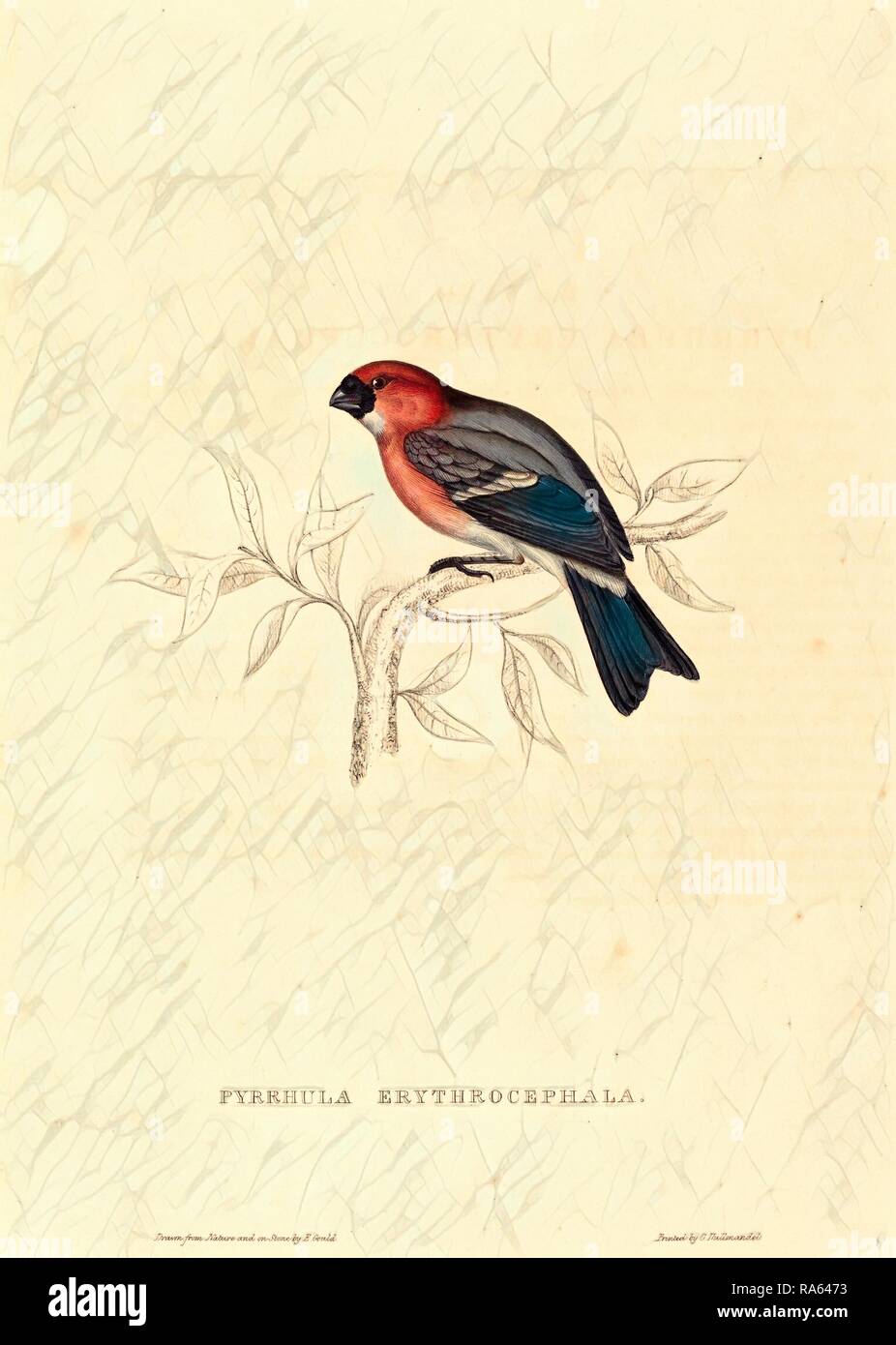 Elizabeth Gould, British (1804-1841), Pyrrhula Erythrocephala ...