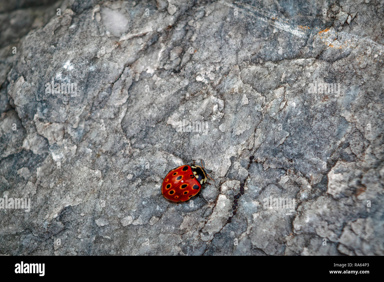 Ladybug on stone texture. ladybug on stone background Stock Photo - Alamy