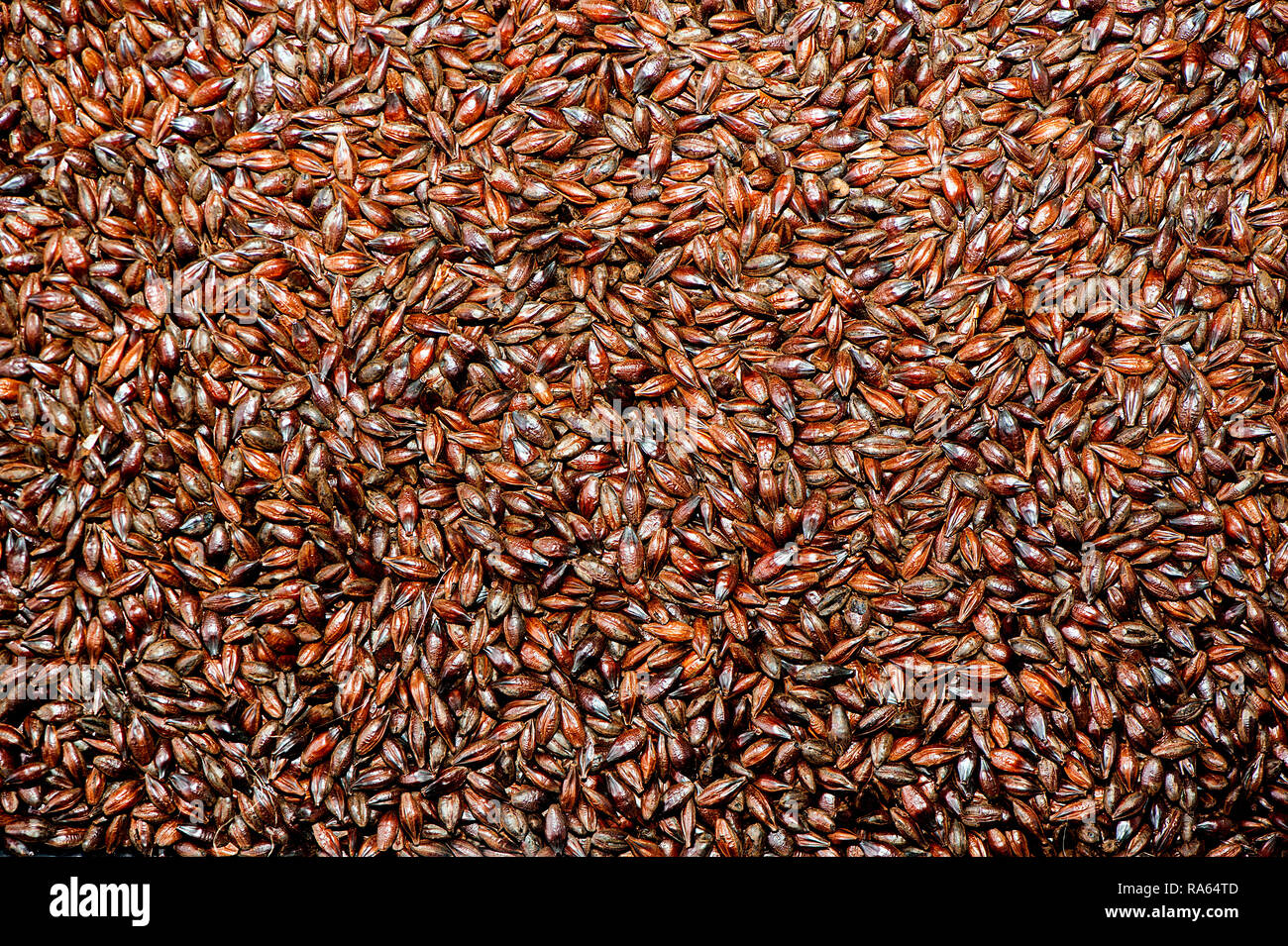 background made of dark barley malt grains Stock Photo - Alamy