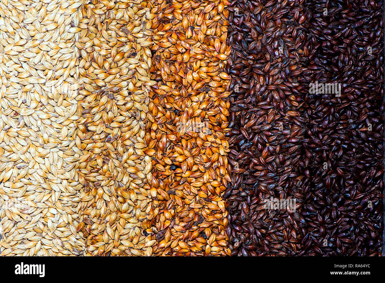 A gradient background of brewing dark and light malt grains Stock Photo ...