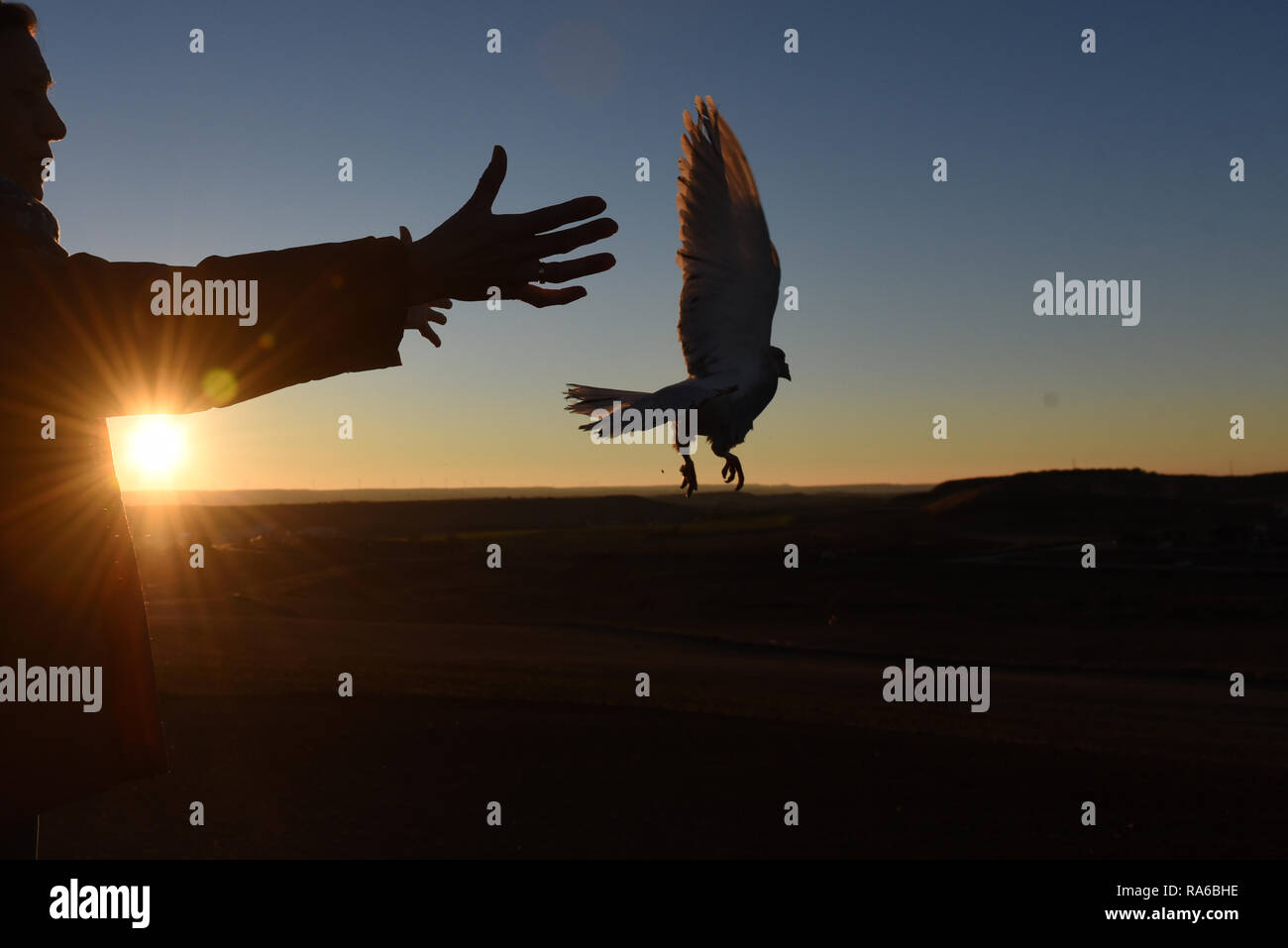 Woman releasing bird hi-res stock photography and images - Alamy